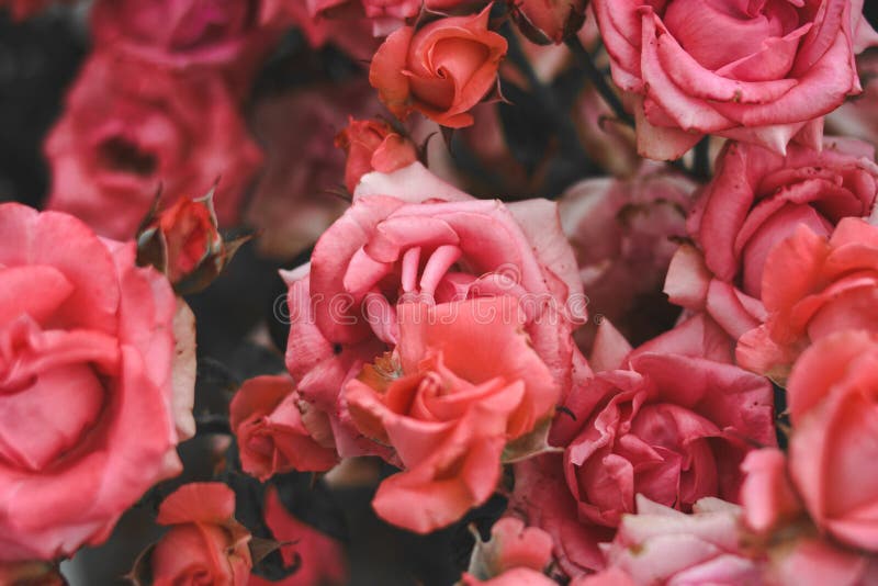 Selective Focus Shot of a Beautiful Bunch of Pink Roses Stock Photo ...