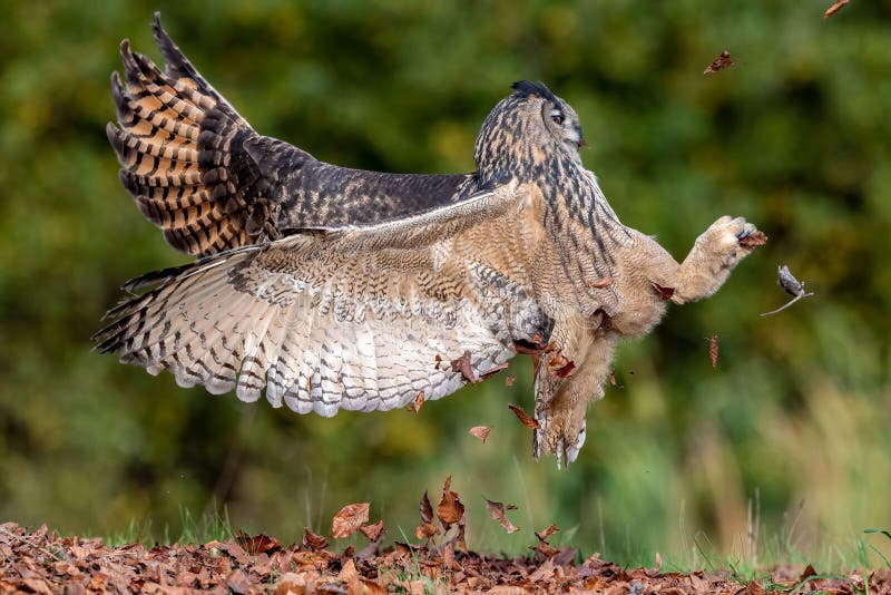 Selective Focus Shot of a Beautiful Eagle Owl Taking Flight To Catch a ...
