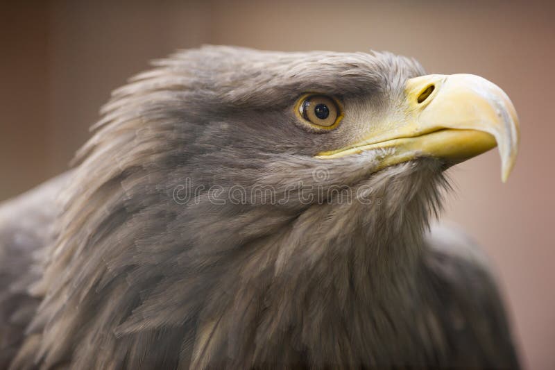 Selective Focus Shot of a Beautiful Golden Eagle with a Blurred ...