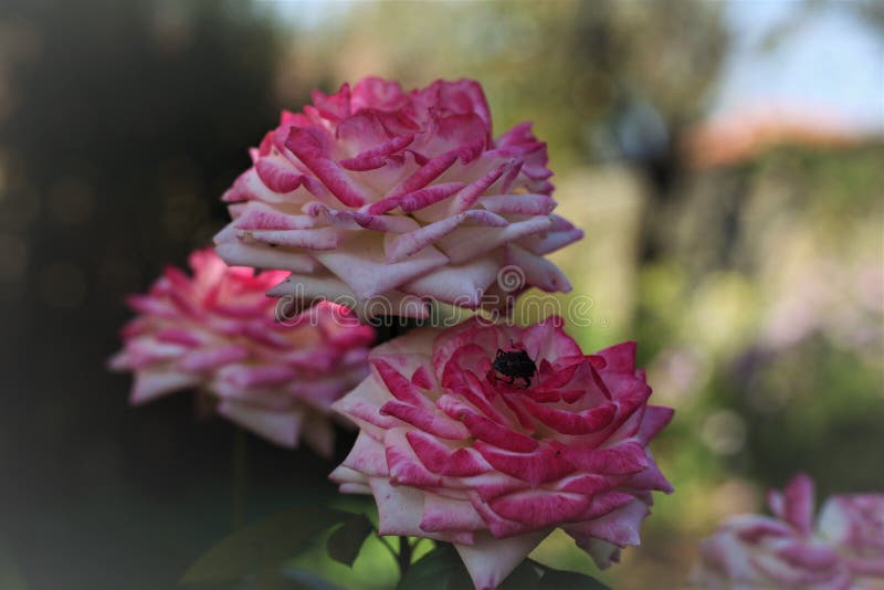 Selective Focus Shot of Beautiful Pink Roses Stock Image - Image of ...