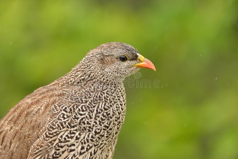 Selective Focus Shot of a Beautiful Quail with a Blurred Green ...