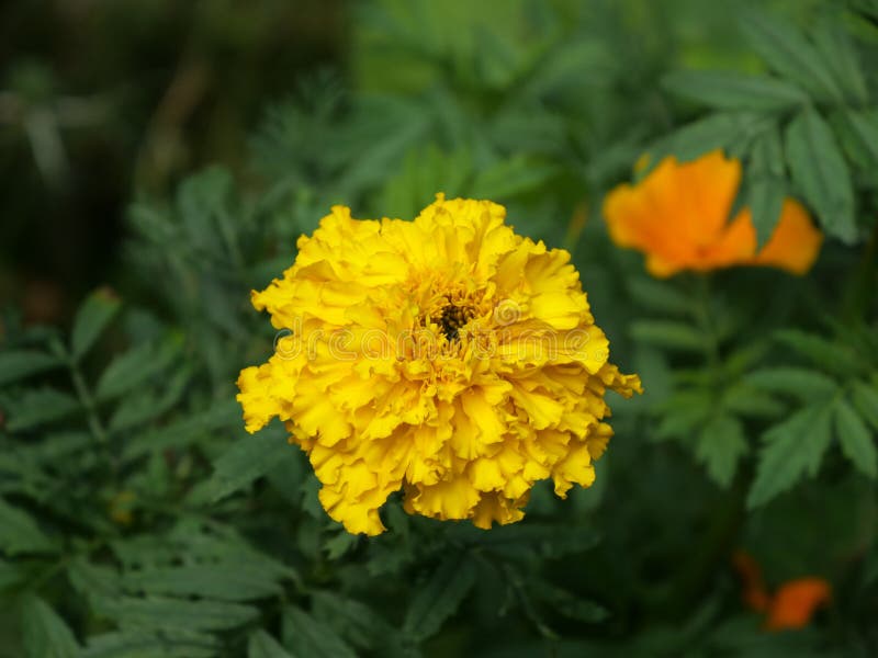 Selective Focus Shot of Beautiful Yellow Marigold in the Garden Stock ...