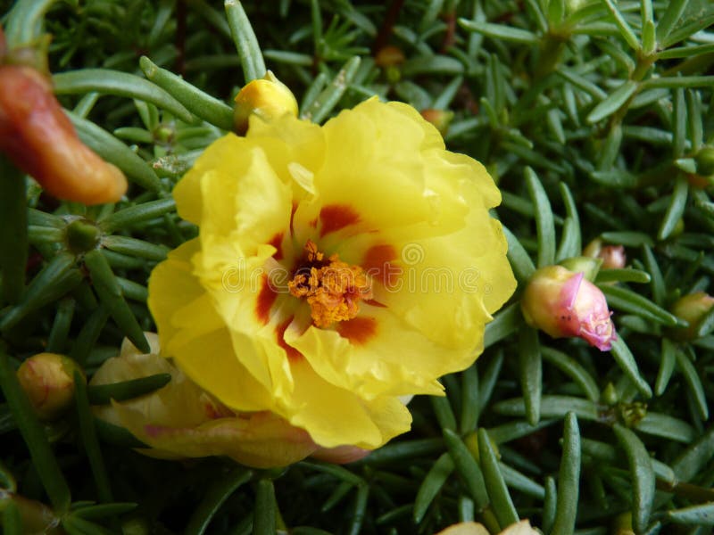 Selective Focus Shot of a Beautiful Yellow Portulaca Flower Stock Image ...