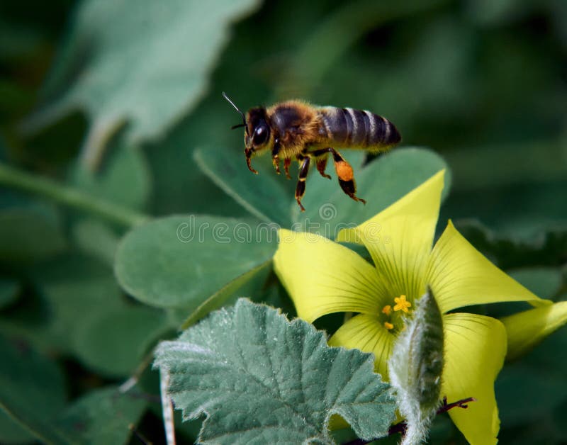 Selective Focus Shot of a Bee Flying Above a Yellow Oxalis Stock Photo ...