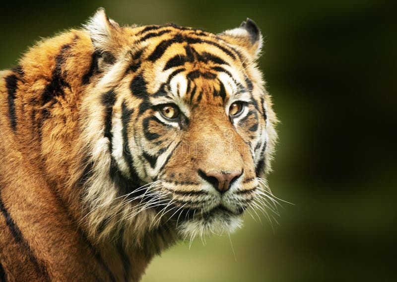 Selective Focus Shot of Bengal Tiger Face Stock Image - Image of animal ...