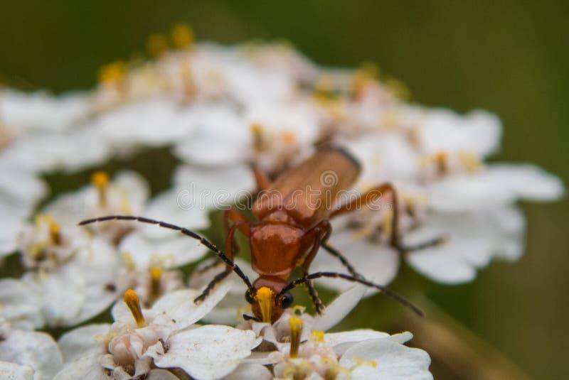 Selective Focus Shot of a Big Brown Insect on White Flowers Stock Image ...