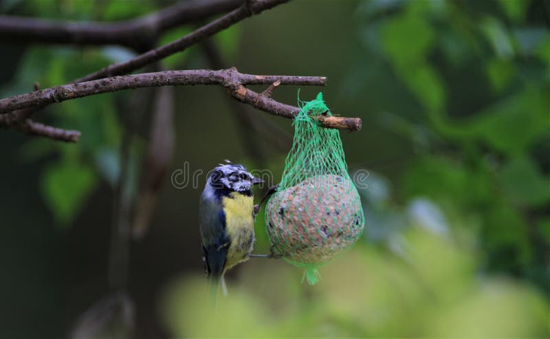 Selective Focus Shot of a Bird Feeding from a Hanging Fat Ball on a ...