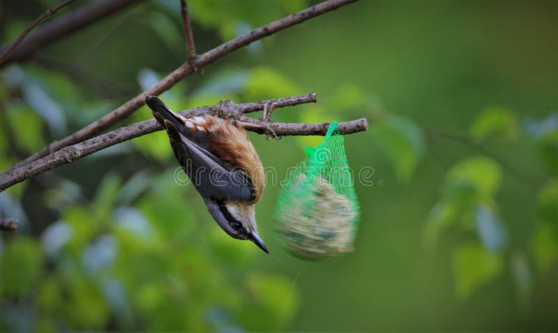 Selective Focus Shot of a Bird Feeding from a Hanging Fat Ball on a ...