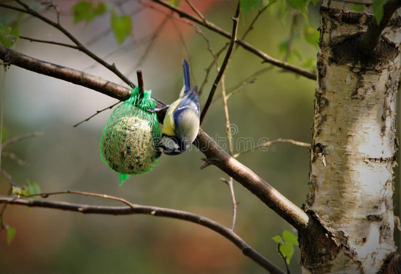 Selective Focus Shot of a Bird Feeding from a Hanging Fat Ball on a ...