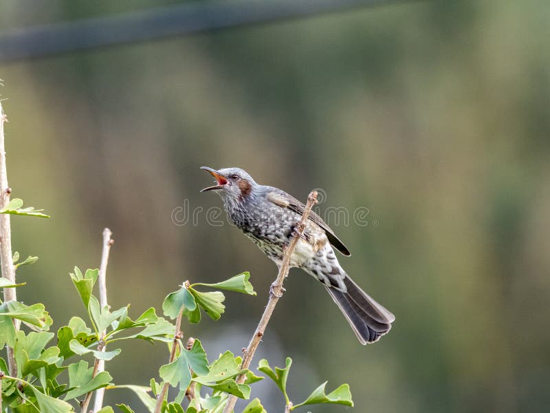 Selective Focus Shot of a Bird Standing on a Tree Branch with an Open ...