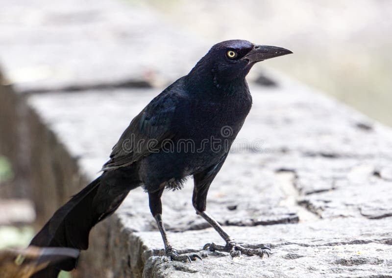 465 Angry Crow Photos - Free & Royalty-Free Stock Photos from Dreamstime