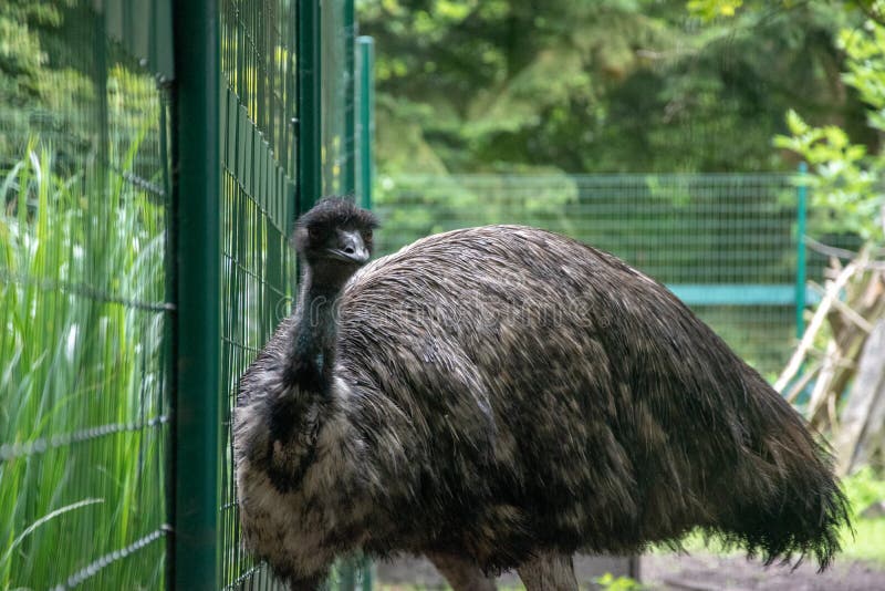 Selective Focus Shot of Black Emu in the Zoo Stock Photo - Image of ...
