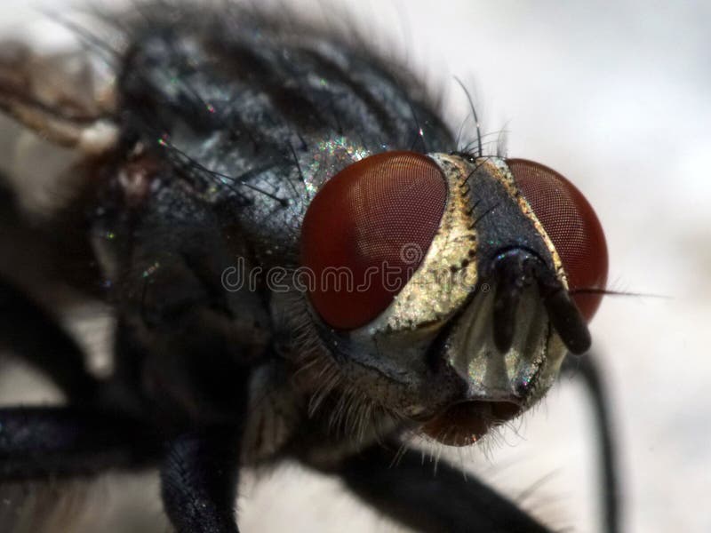 Selective Focus Shot of a Black Fly with Red Eyes on a White Surface ...