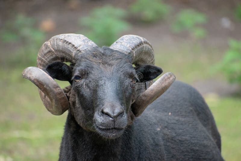 Selective Focus Shot of a Black Ovis with Light Horns Stock Image ...
