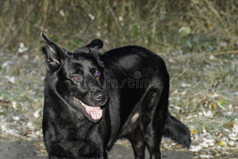 332 Black Schipperke Stock Photos - Free & Royalty-Free Stock Photos ...