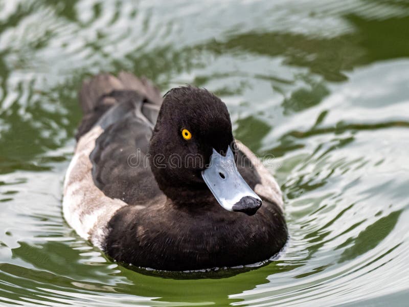 Selective Focus Shot of a Black and White Duck with Expressive Eyes ...