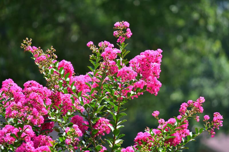 Selective Focus Shot of Blooming Crape Myrtle Stock Image - Image of ...