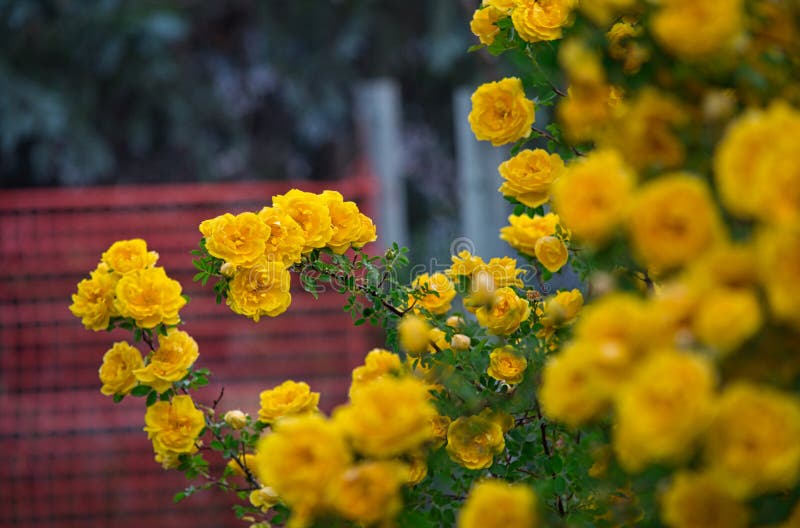 Selective Focus Shot of Blooming Yellow Climbing Roses in a Garden ...