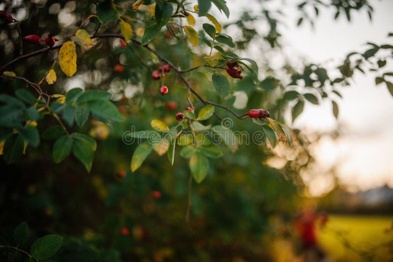 Selective Focus Shot of the Branches of Flat-stalked Spindle Tree in ...