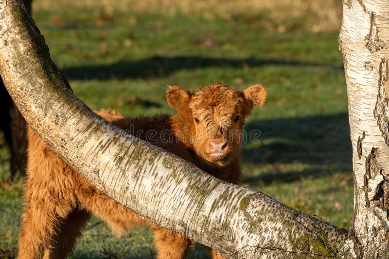 Selective Focus Shot of a Brown Calf Behind a Tree Branch Stock Image ...