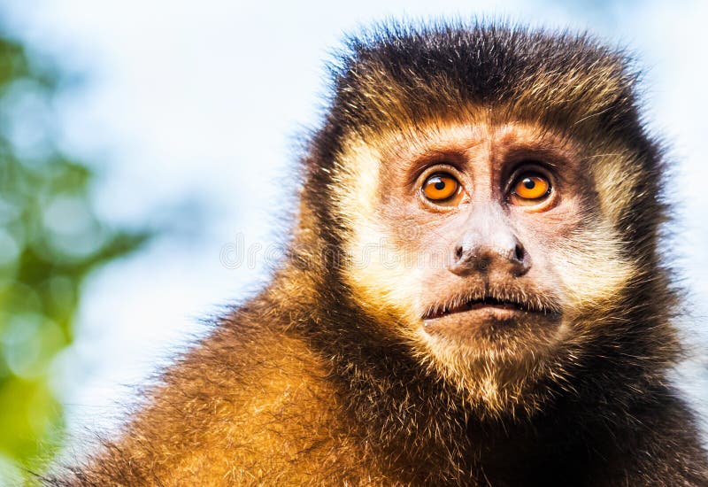 Selective Focus Shot of Brown Capuchin Monkey Stock Image - Image of ...