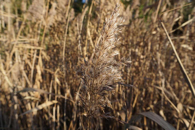 Selective Focus Shot of Brown Common Reed Plant in the Field Stock ...