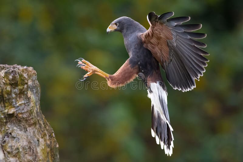 Selective Focus Shot of a Brown Desert Buzzard Bird in Flight Stock ...
