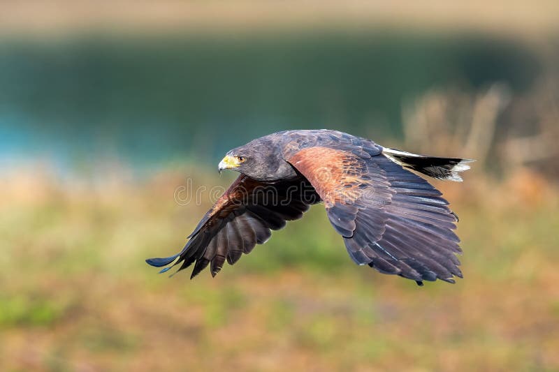 Selective Focus Shot of a Brown Desert Hawk in Flight Over a Pond Stock ...