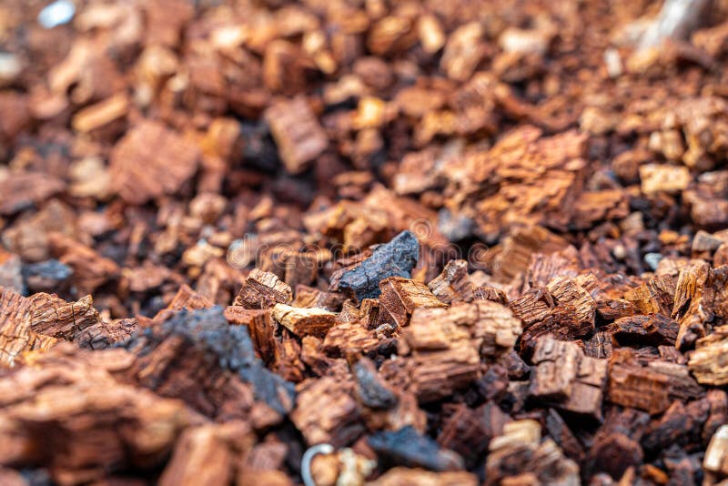 Selective Focus Shot of Brown Dry Pine Nuggets on the Ground Stock ...