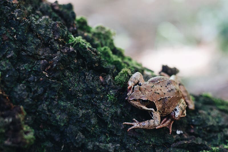 Frog on a Moss Covered Old Stump I Stock Photo - Image of plant, jump ...
