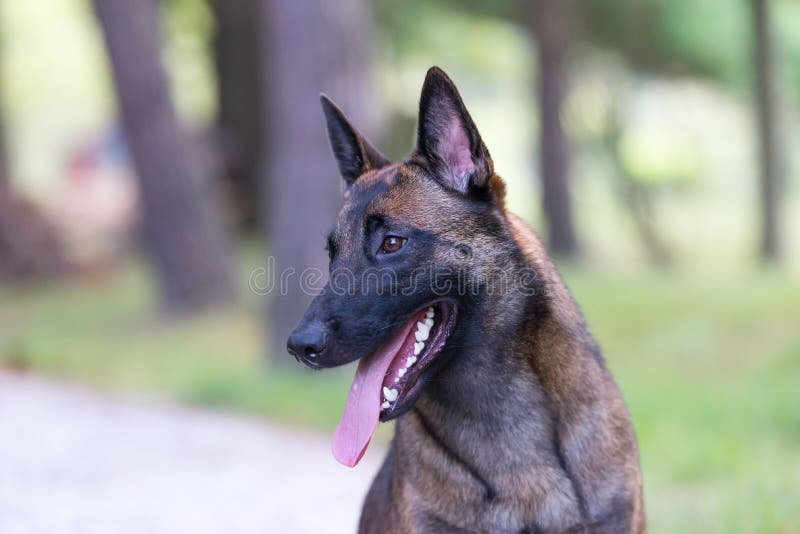 Selective Focus Shot of a Brown German Shepherd with Its Tongue Out in ...