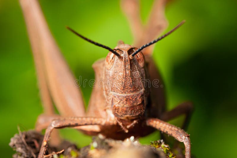 Selective Focus Shot of Brown Grasshopper on the Ground Stock Photo ...