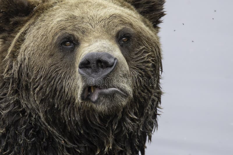 Selective Focus Shot of a Brown Half Wet Bear Stock Photo - Image of ...