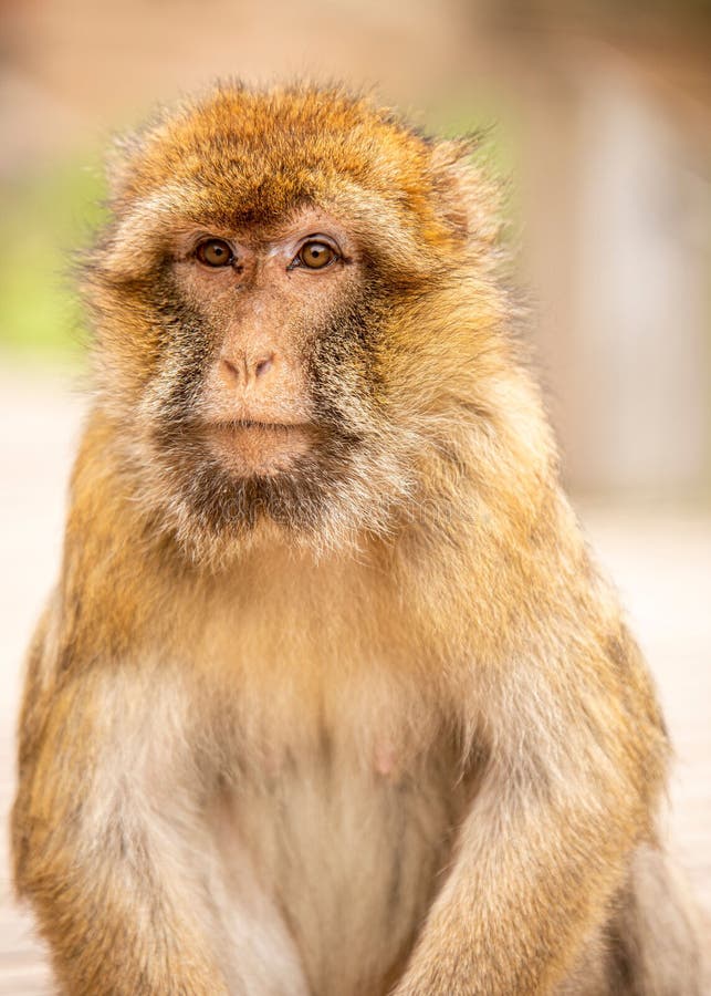 Selective Focus Shot of a Brown Monkey with a Frowned Face Stock Photo ...