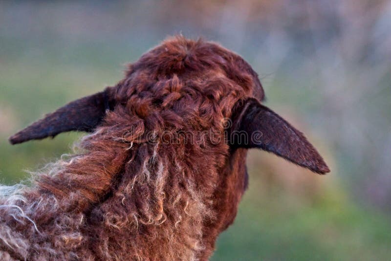 Selective Focus Shot of a Brown Sheep in the Middle of a Grass-covered ...