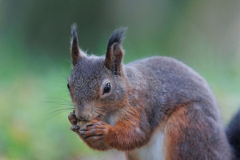 Selective Focus Shot of a Brown Squirrel Chewing on a Nut in a Park ...