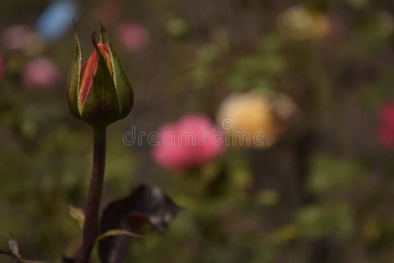 Selective Focus Shot of a Bud of a Rose Stock Image - Image of white ...