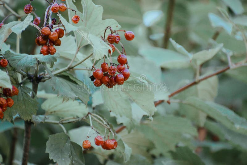 Selective Focus Shot of Buffaloberries Plants Stock Photo - Image of ...