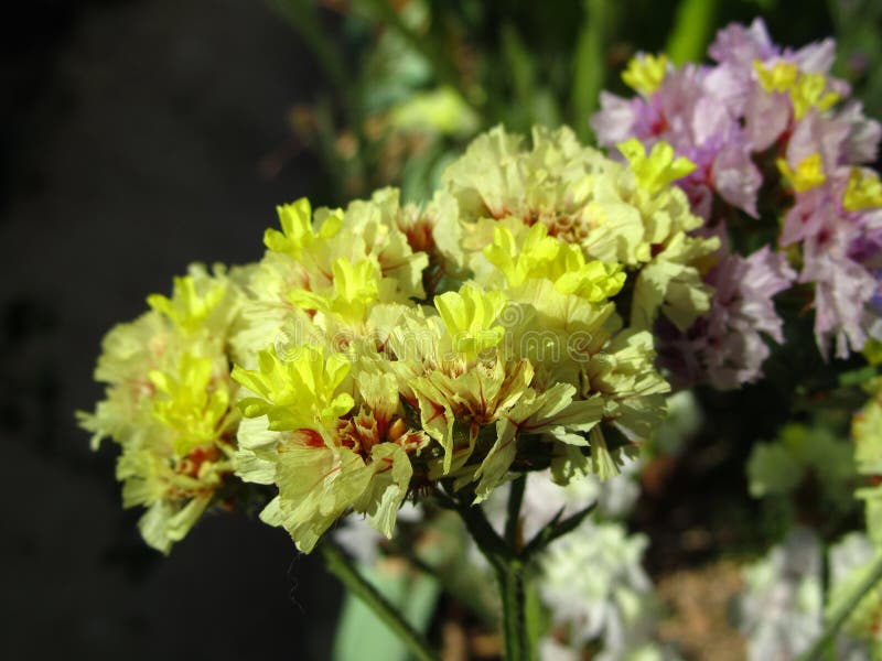 Selective Focus Shot of a Bunch of Yellow Statice Flowers with Blurry ...