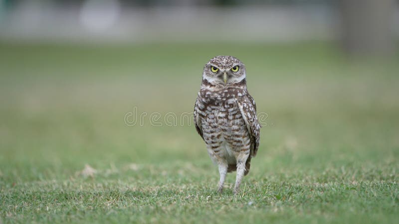 Selective Focus Shot of a Burrowing Owl Rotating Its Head. Stock Video ...
