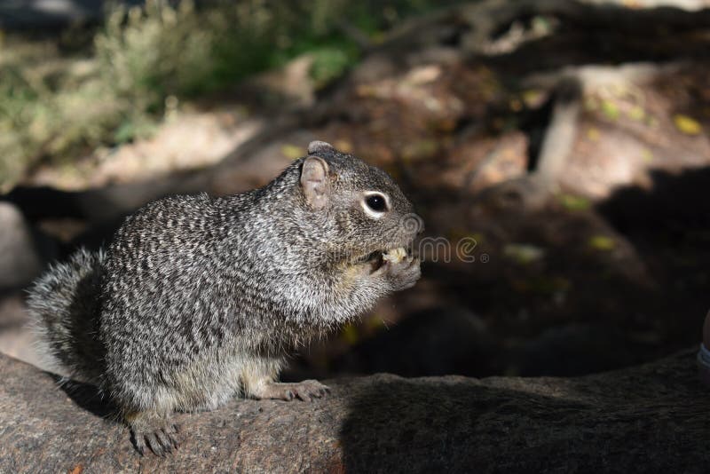Selective Focus Shot of a California Gopher Stock Image - Image of ...