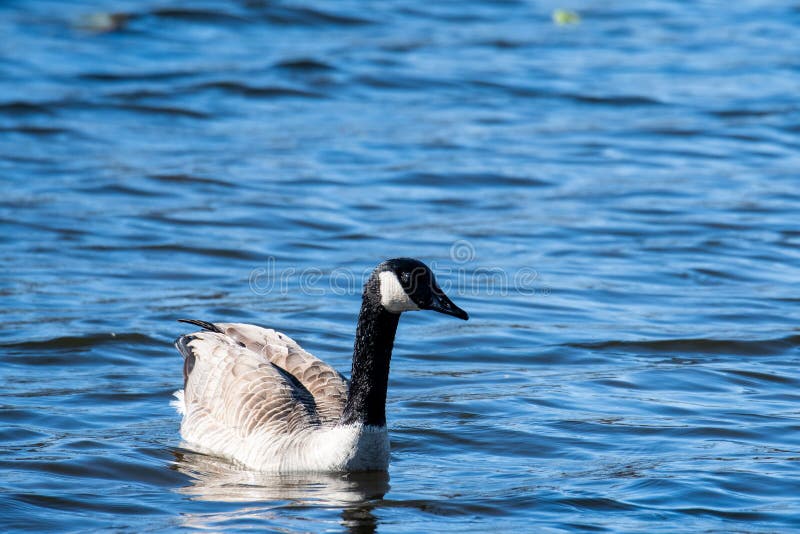 Goose with Blue Eyes stock photo. Image of animal, goose - 5348190