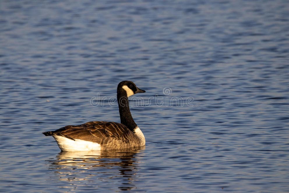 Selective Focus Shot of a Canadian Goose Floating on a Pond Stock Photo ...