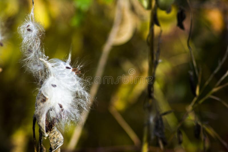 Selective Focus Shot of Cat Tails in Bloom in the Fall Stock Image ...