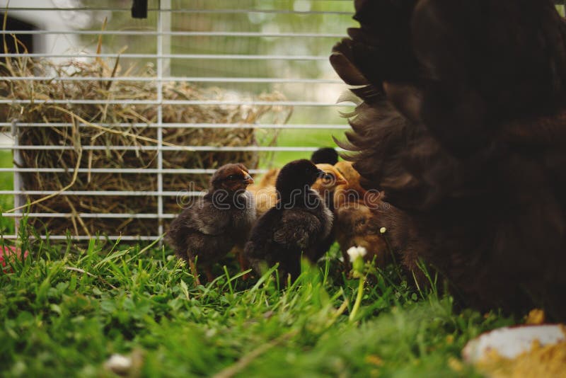 Selective Focus Shot of Chickens in a Cage on a Farm Stock Photo ...