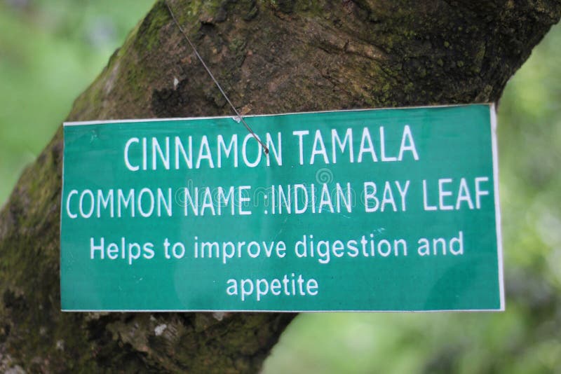 Selective Focus Shot of Cinnamon Tamala Sign on Tree Trunk in a ...