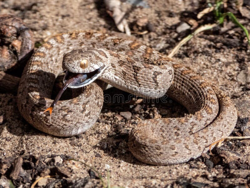 Selective Focus Shot of a Coiled Rhombic Egg-eater Snake on a Forest ...