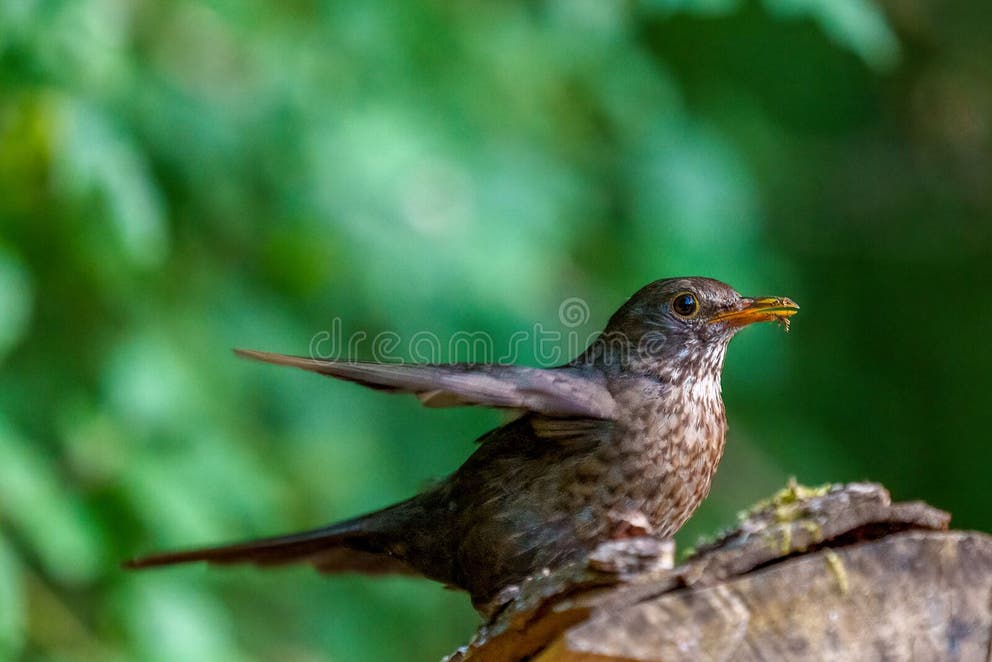Selective Focus Shot of a Common Blackbird with a Spider in Its Beak ...