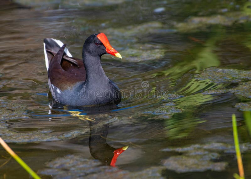Selective Focus Shot of a Common Moorhen Bird in Pond Water Stock Photo ...