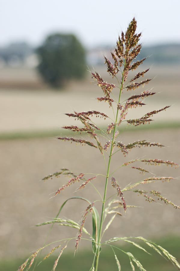 Selective Focus Shot of a Common Reed with the Fields in a Background ...